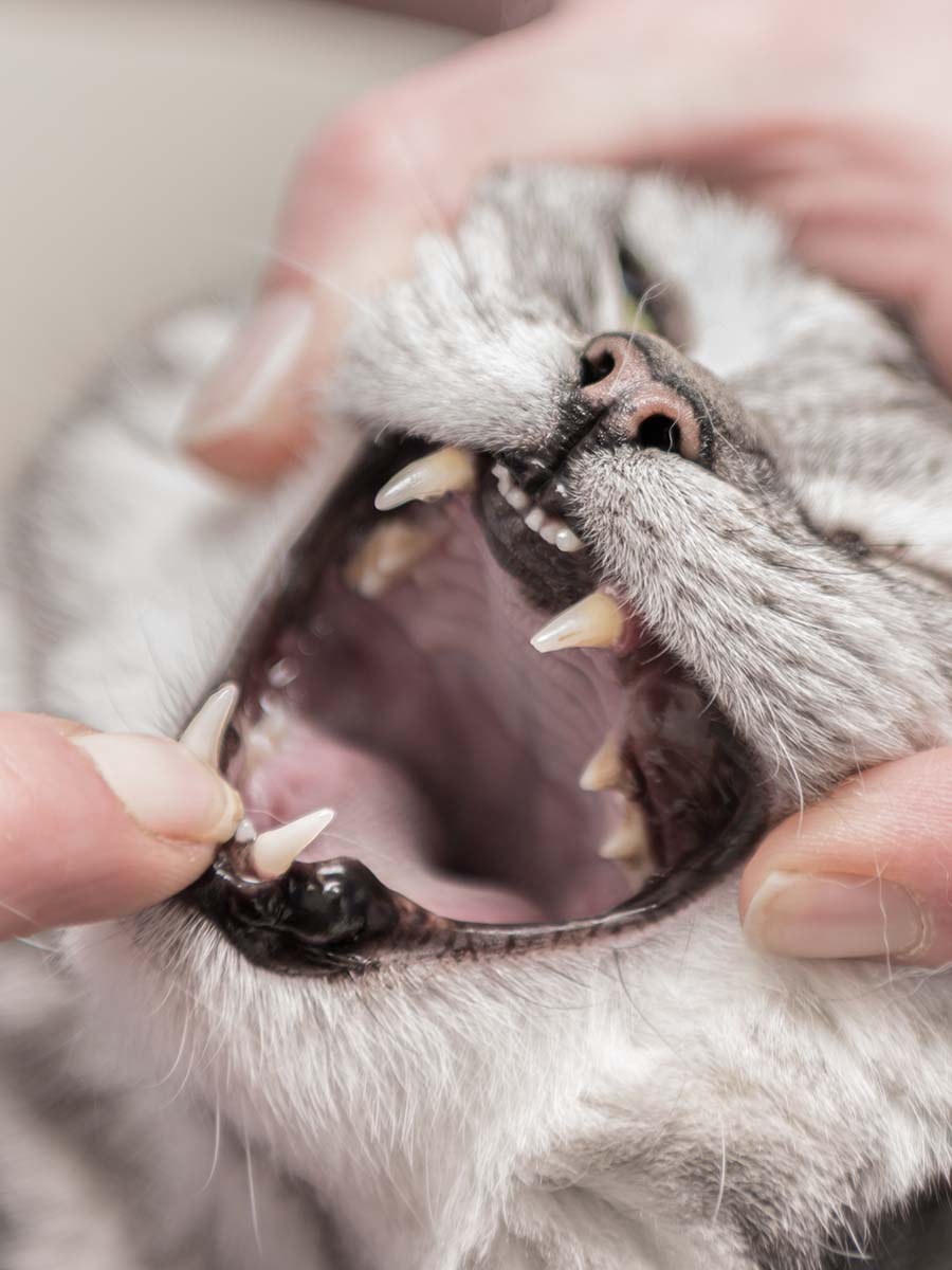 FORL, Dentalrönten, Zahnerkrankung Katze im Tierarzt-Blog